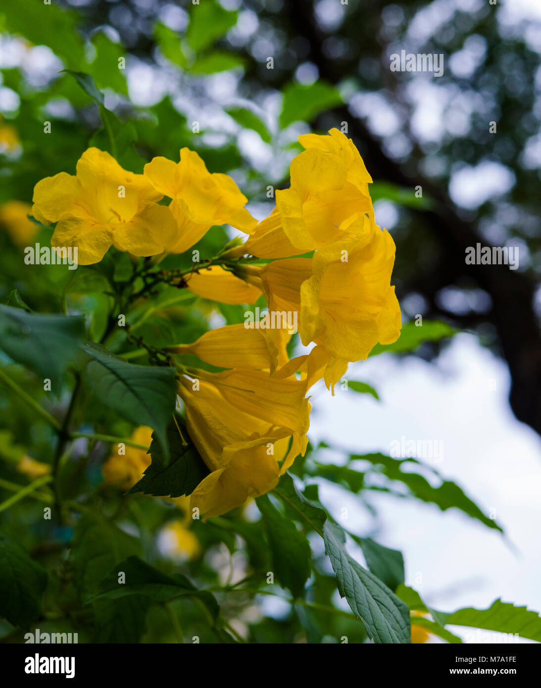 A beautiful photo of the delicate Yellow Trumpetbush, AKA Tecoma Stans ...