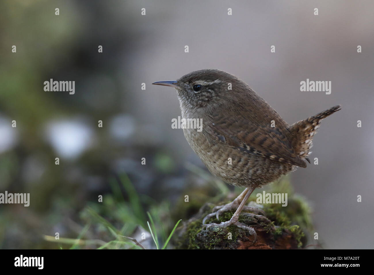 Eurasin wren - Troglodytes troglodytes Stock Photo - Alamy