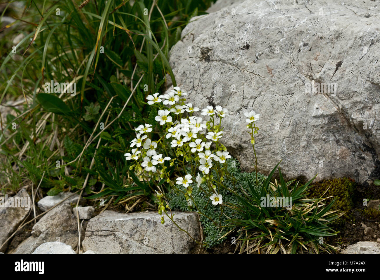 Blue saxifrage hi-res stock photography and images - Alamy