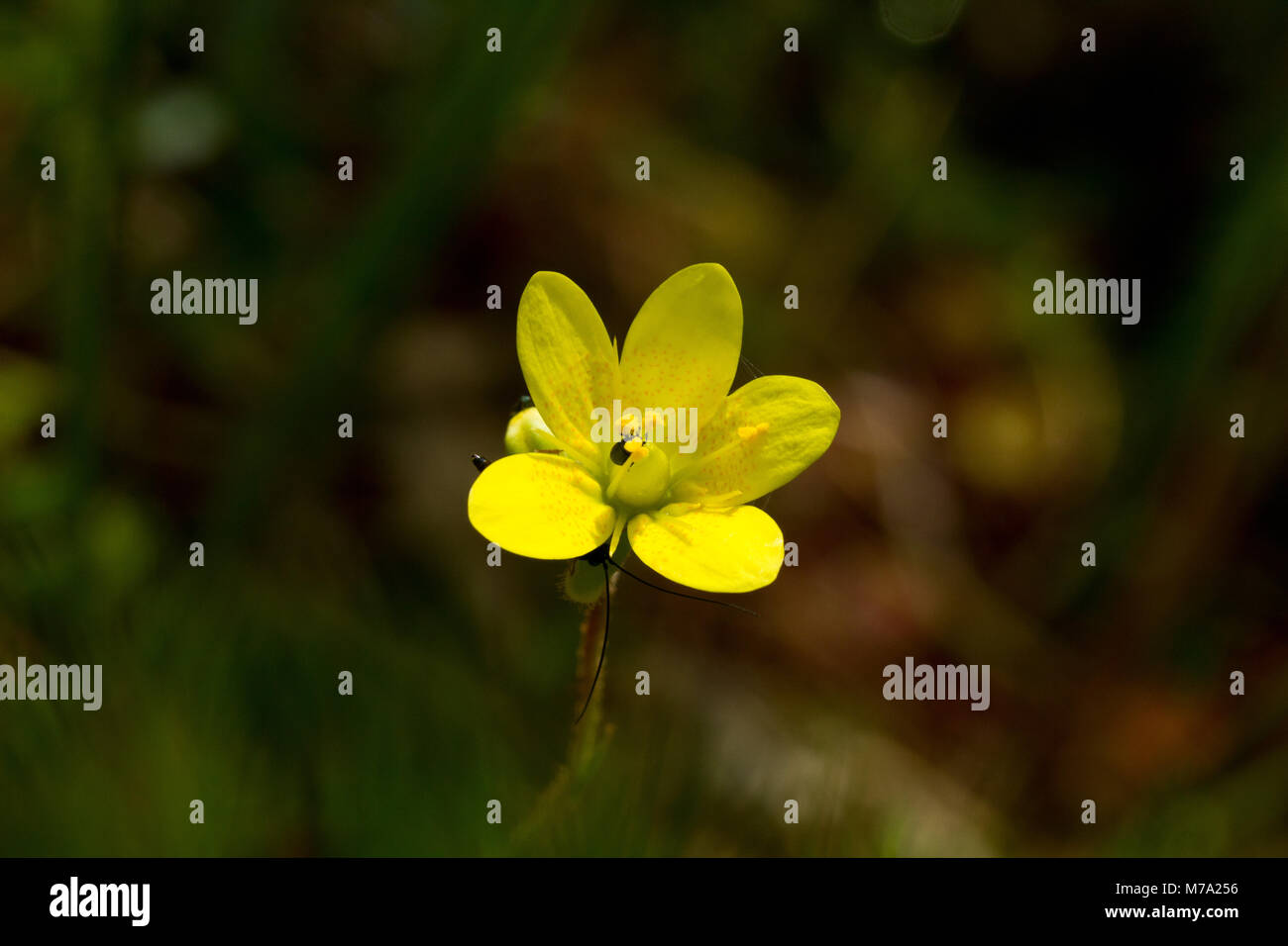 Flower of yellow marsh saxifrage (Saxifraga hirculus Stock Photo - Alamy