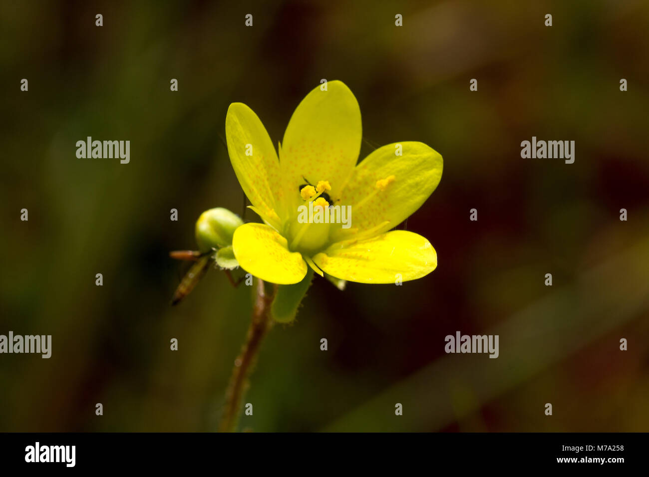 Flower of yellow marsh saxifrage (Saxifraga hirculus Stock Photo - Alamy