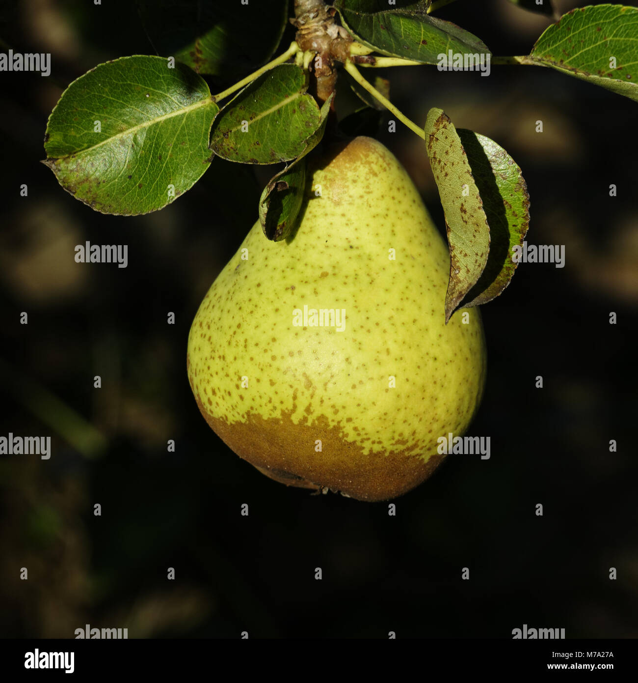 Guyot pear pyrus communis hi-res stock photography and images - Alamy