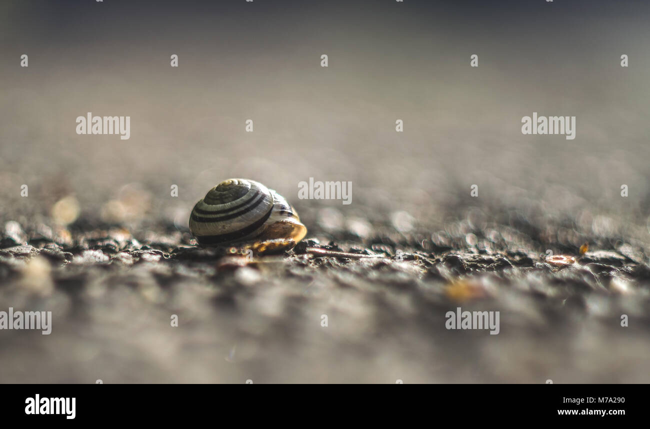 Beautiful close up of an empty snail shell Stock Photo - Alamy