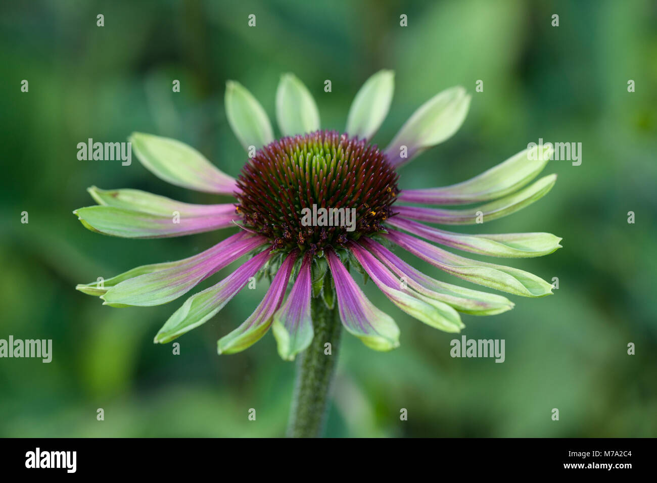 Rudbeckia purpurea hi-res stock photography and images - Alamy