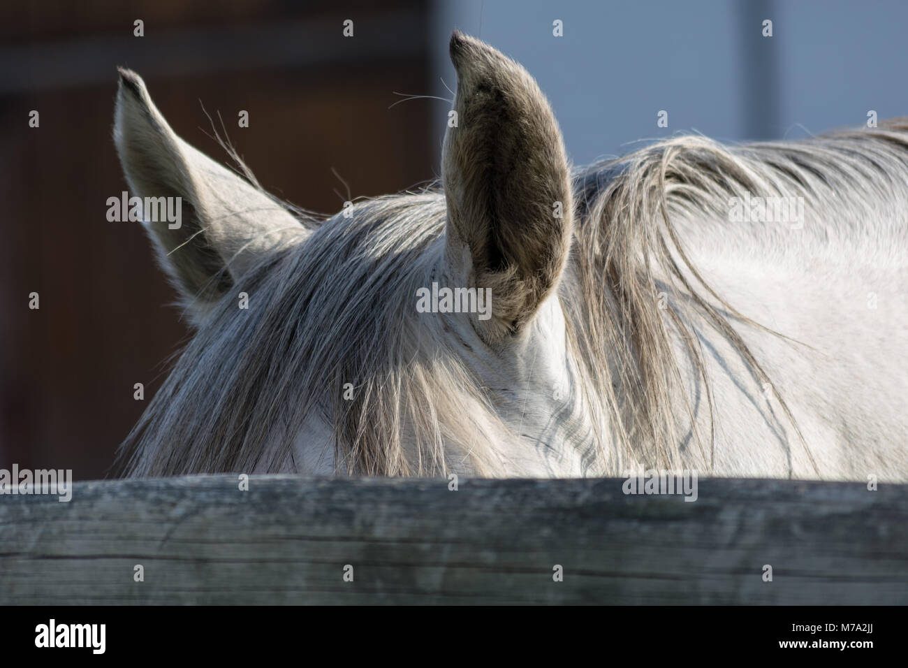 Horse behind fence hi-res stock photography and images - Alamy