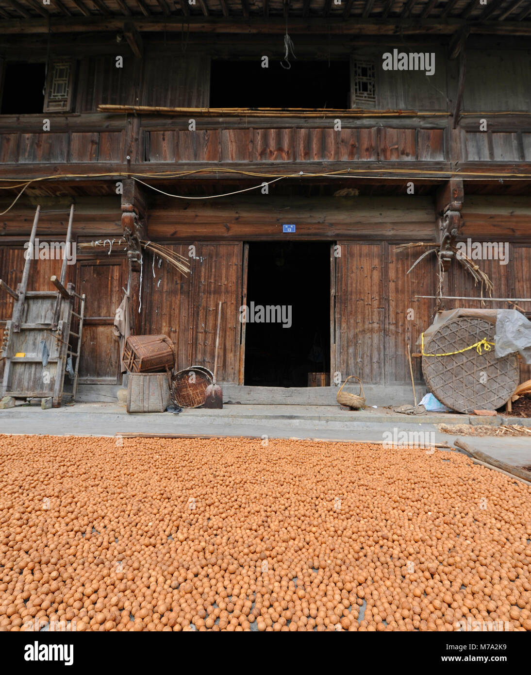 Hickory nuts dry in the sun prior to processing in front of a ...