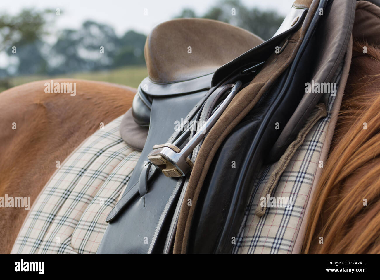 Saddle close up horse hi-res stock photography and images - Alamy
