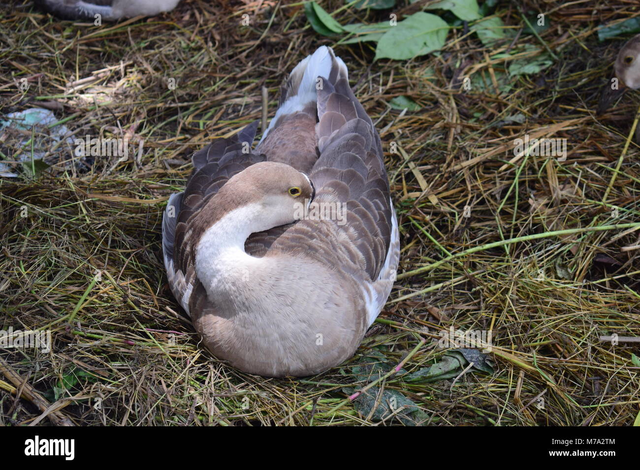 Desi poultry farm hi-res stock photography and images - Alamy