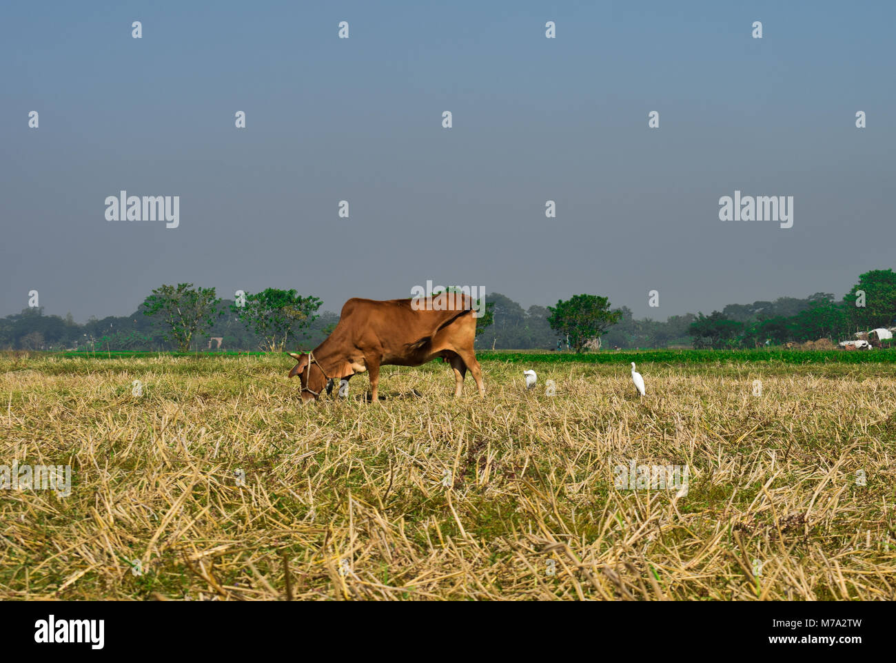 a cow eating grass Stock Photo - Alamy