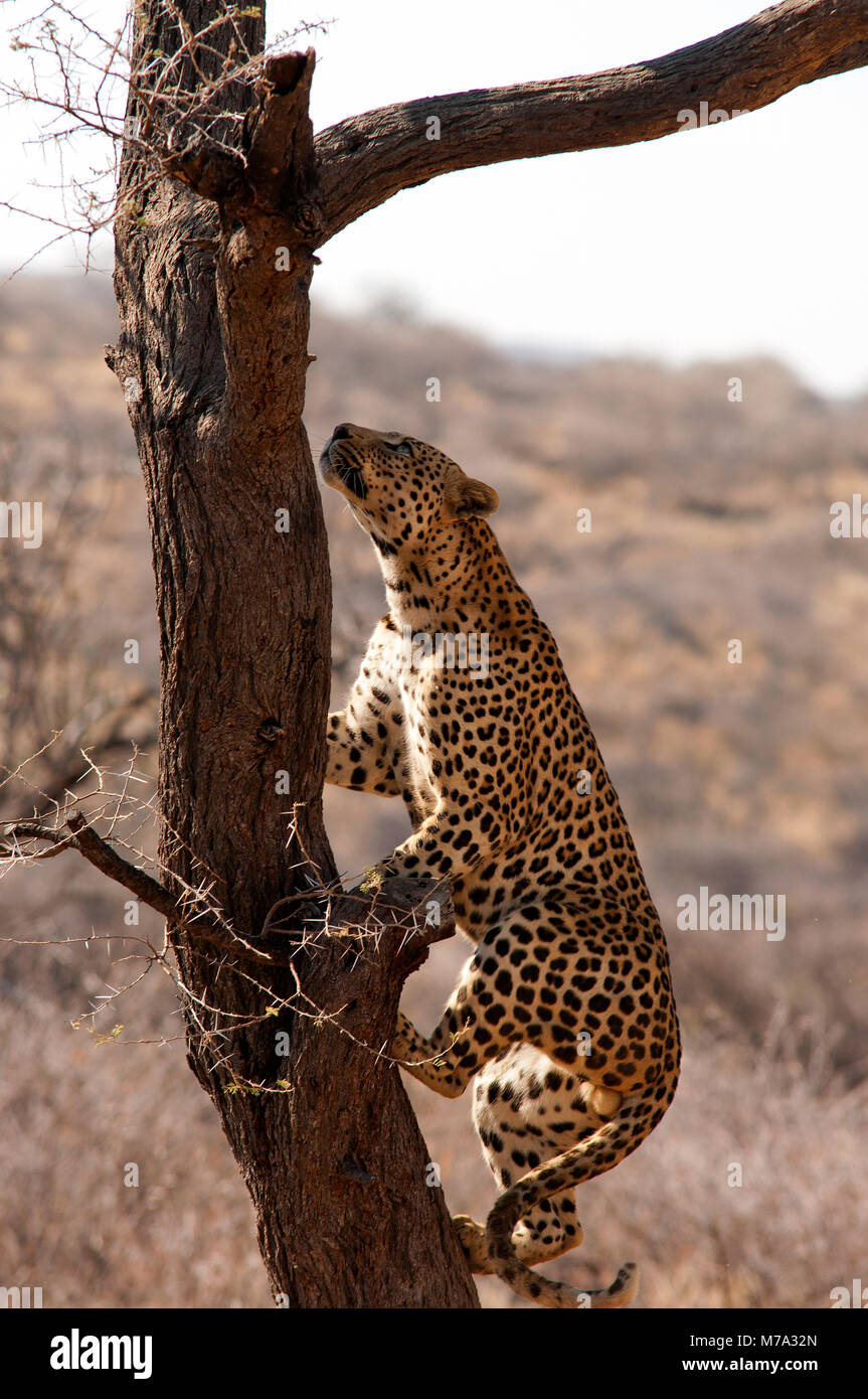 Leopard climbing a tree at Dustenbrook Farm, Namibia Stock Photo - Alamy