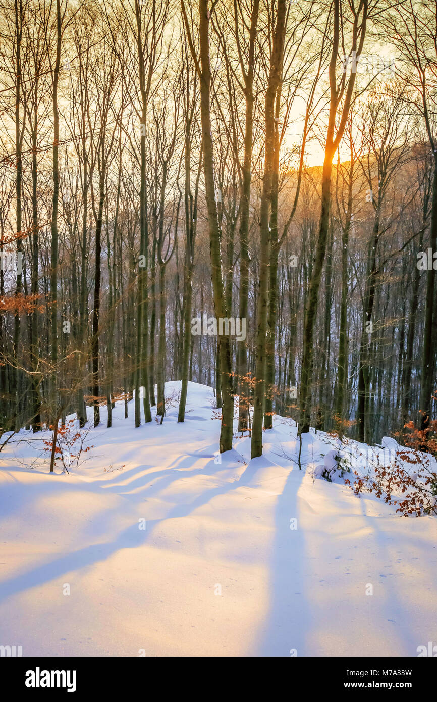 Sunset in the deciduous forest covered with deep snow at winter Stock ...