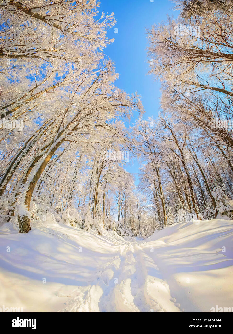 Pathway going thru the deciduous forest covered with deep snow at ...