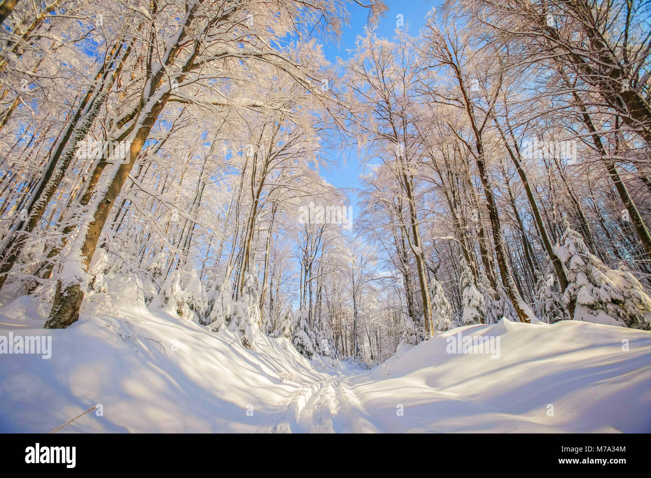 Pathway going thru the deciduous forest covered with deep snow at ...