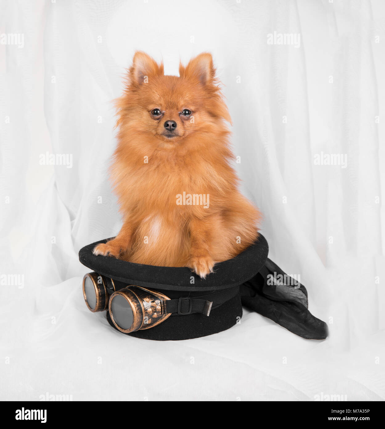 Dog top hat hi-res stock photography and images - Alamy