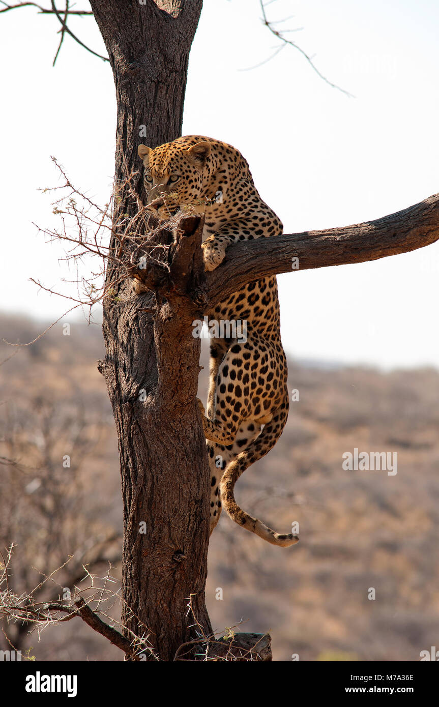 Leopard climbing on a tree hi-res stock photography and images - Alamy
