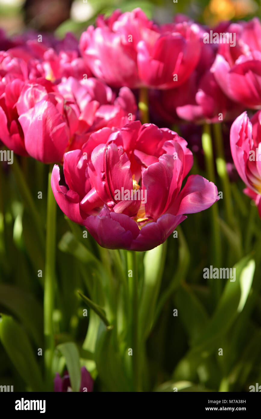 Unique tulip variety hi-res stock photography and images - Alamy