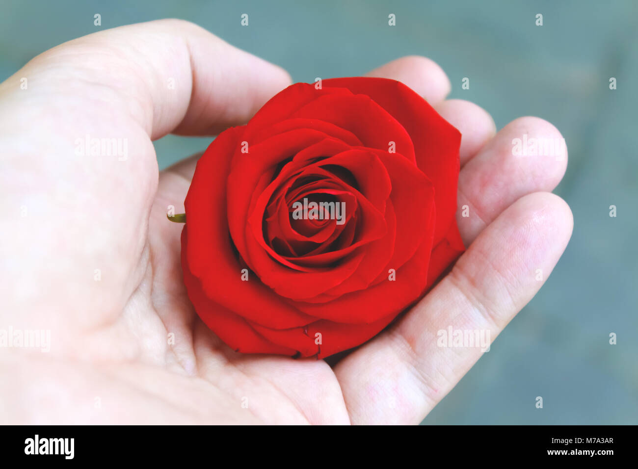 Red rose on hand palm Stock Photo - Alamy