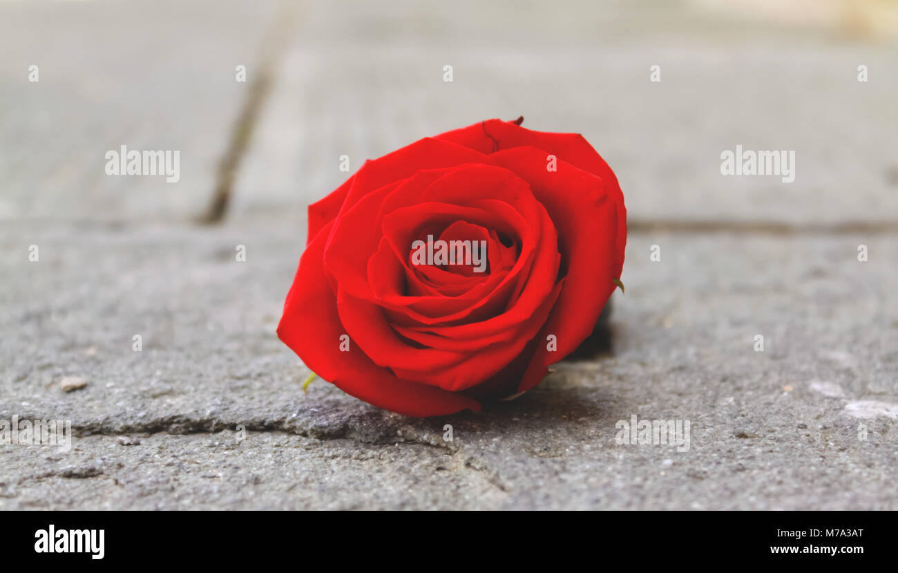 Fallen Red Rose on the floor Stock Photo - Alamy
