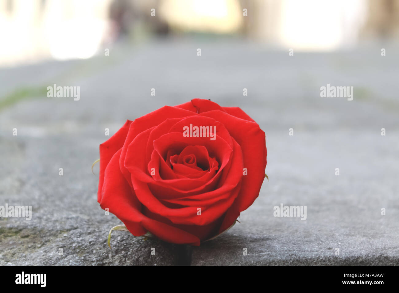 Fallen Red Rose on the floor Stock Photo - Alamy
