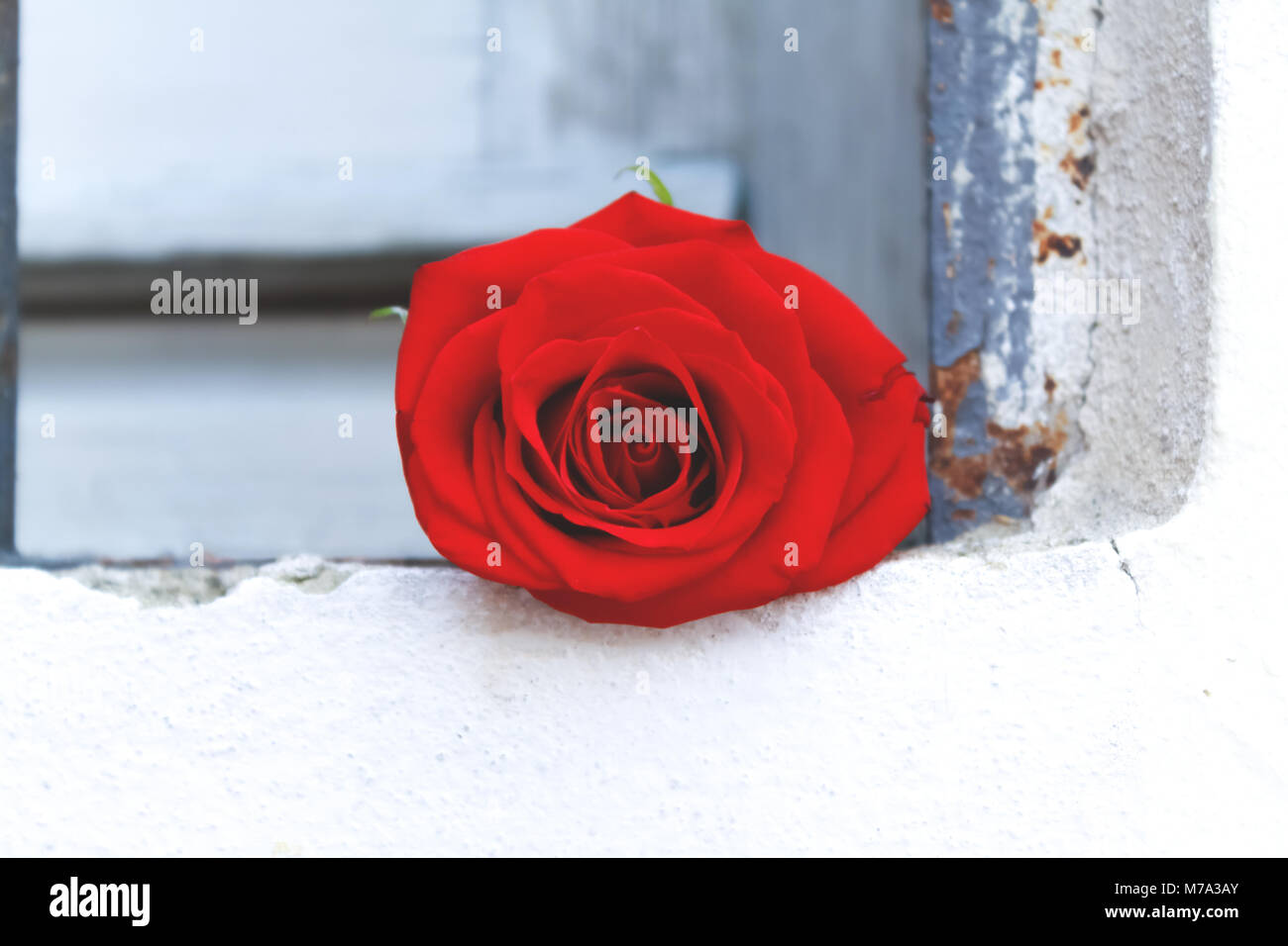 Fallen red rose petal hi-res stock photography and images - Alamy