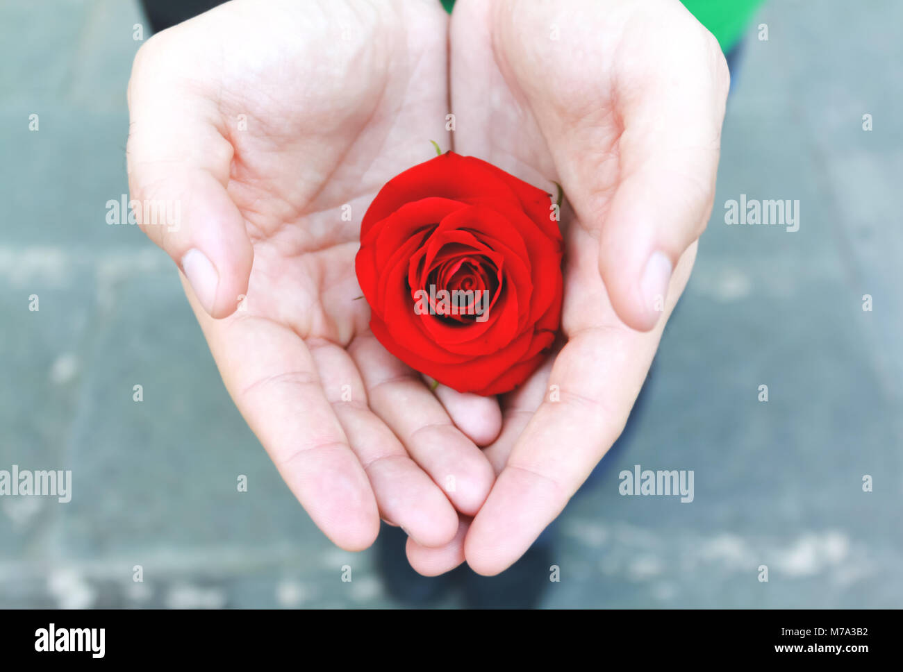 Red rose in hands Stock Photo - Alamy