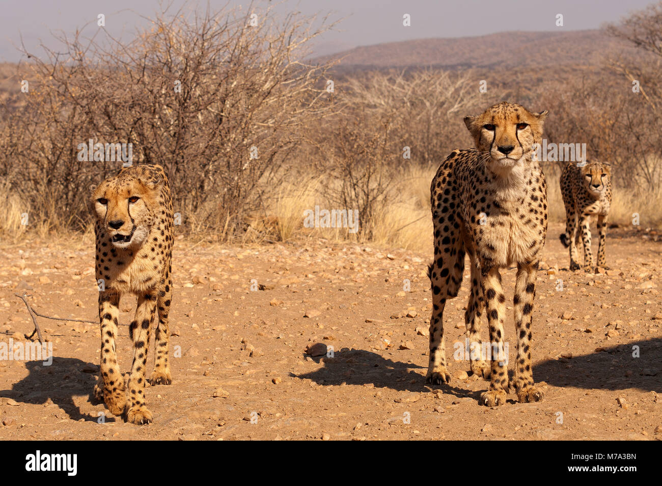 Cheetahs at Dustenbrook Farm, Namibia Stock Photo - Alamy