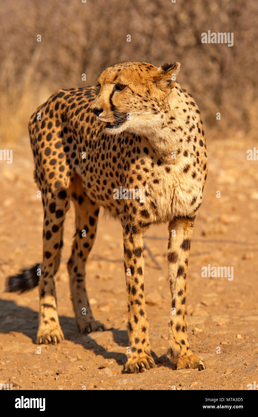 Cheetahs at Dustenbrook Farm, Namibia Stock Photo - Alamy