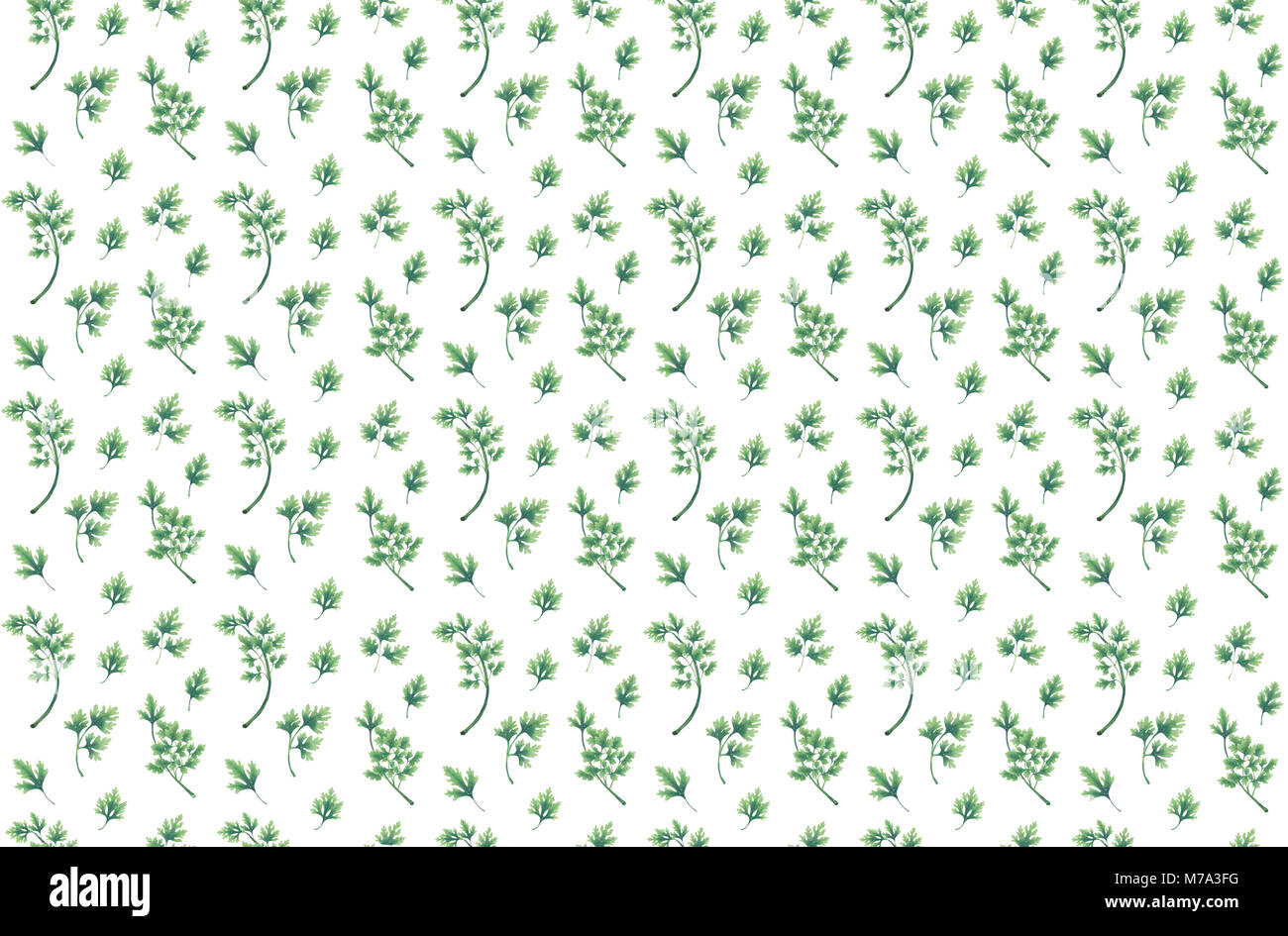 Seamless pattern with leaves parsley Stock Photo - Alamy