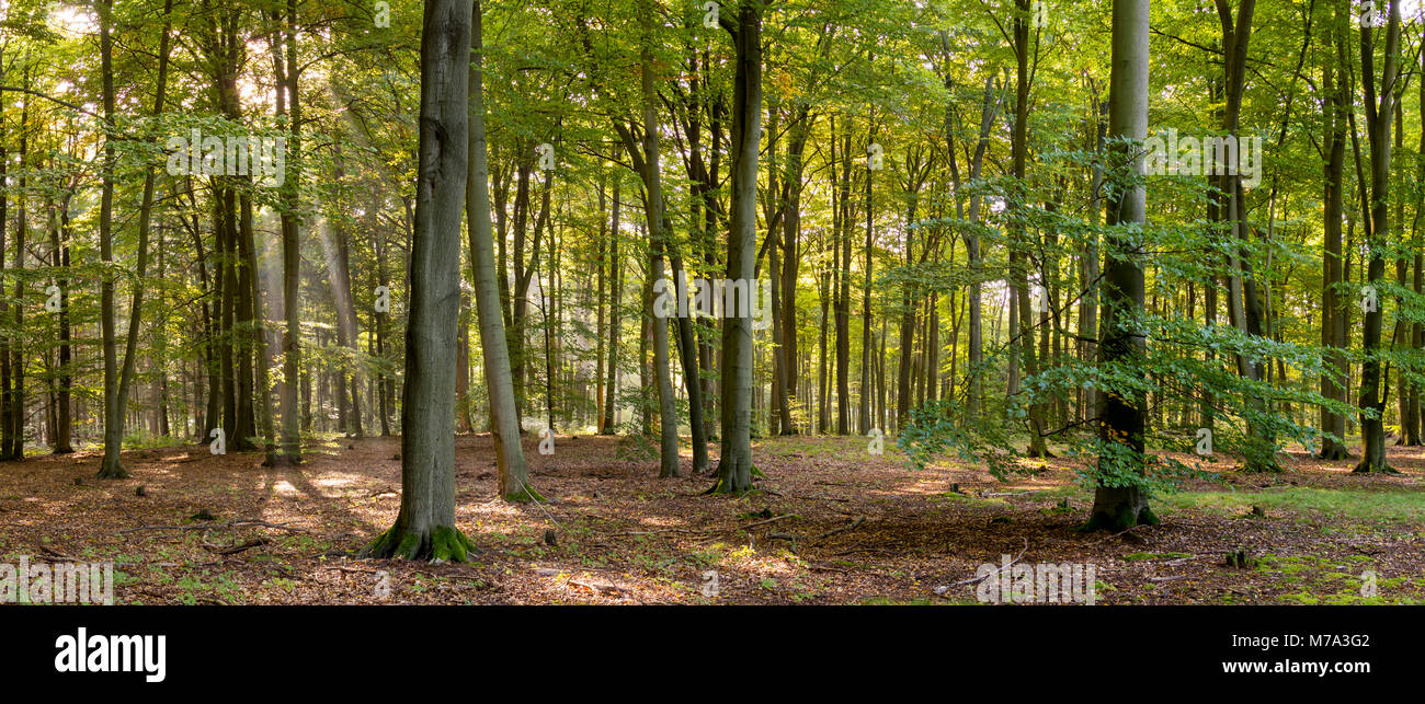 Summer in deciduous forest sun hi-res stock photography and images - Alamy
