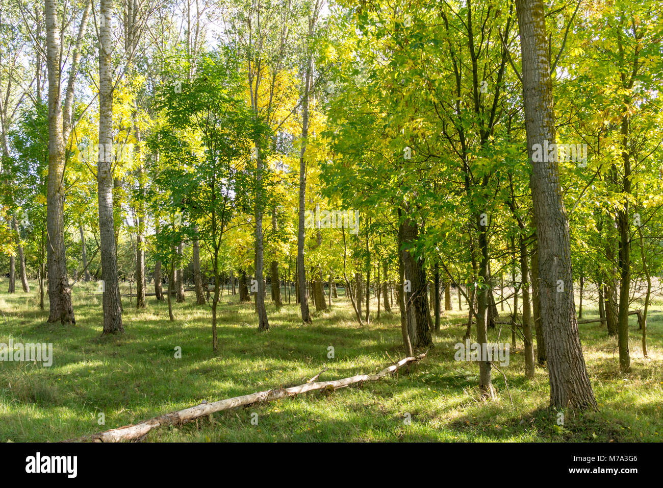Summer in deciduous forest sun hi-res stock photography and images - Alamy