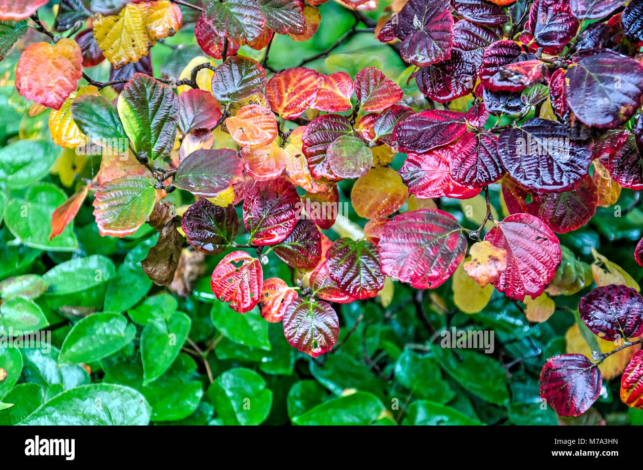 Autumn scene with beech leaves in shades of red, yellow orange and ...