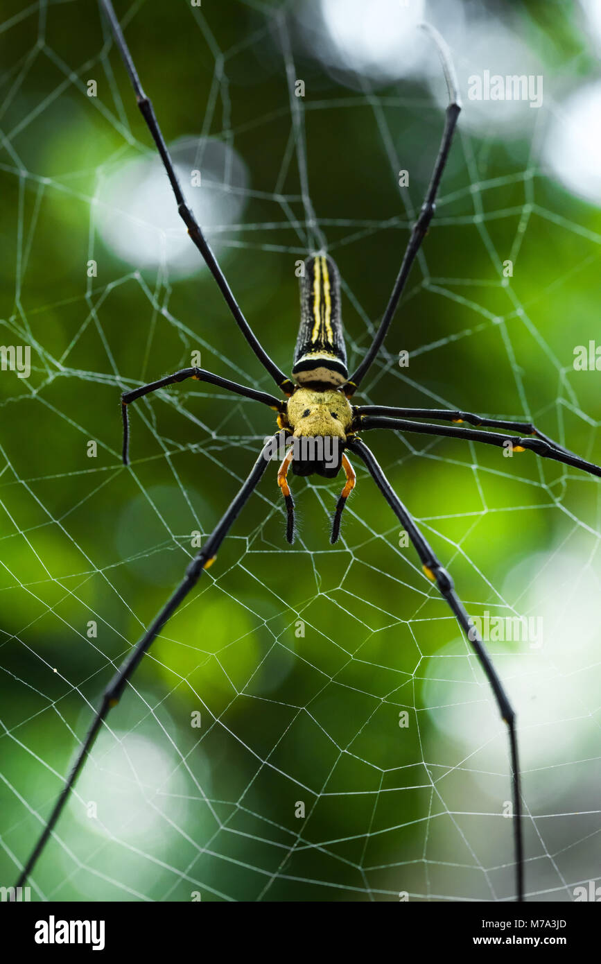 Nephila Pilipes Bite