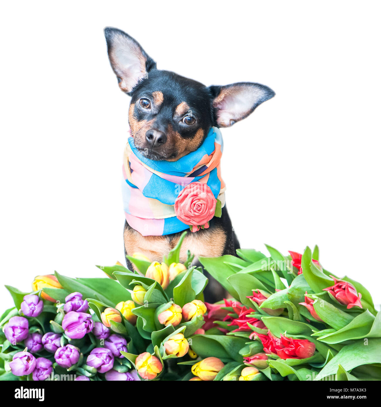 Funny puppy in a scarf in colors isolated on white. Theme of spring ...