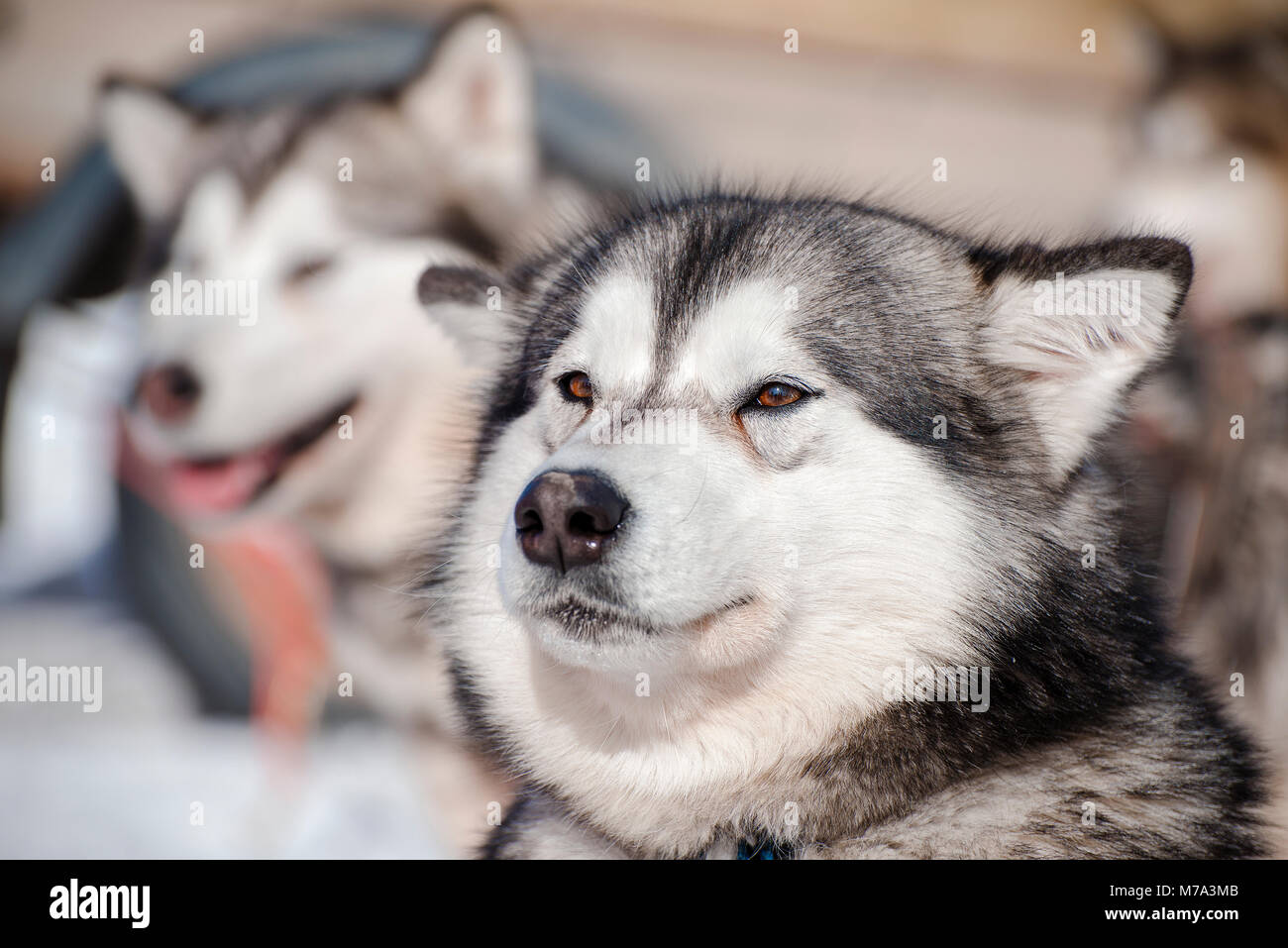Dog with shallow depth of field Stock Photo - Alamy
