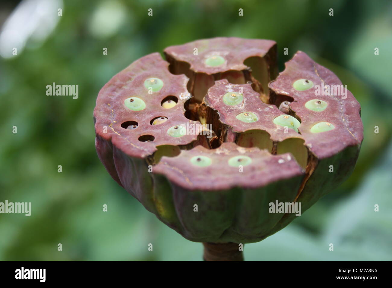 Lotus flower seeds Stock Photo - Alamy
