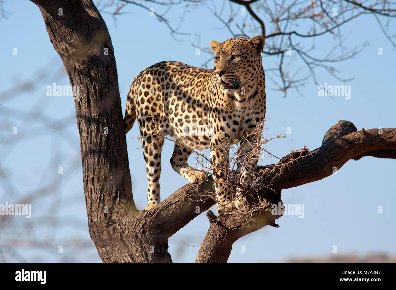 Leopard climbing on a tree hi-res stock photography and images - Alamy