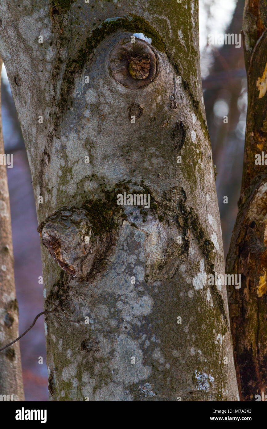 Awesom expressive tree in a snowy wood Stock Photo - Alamy