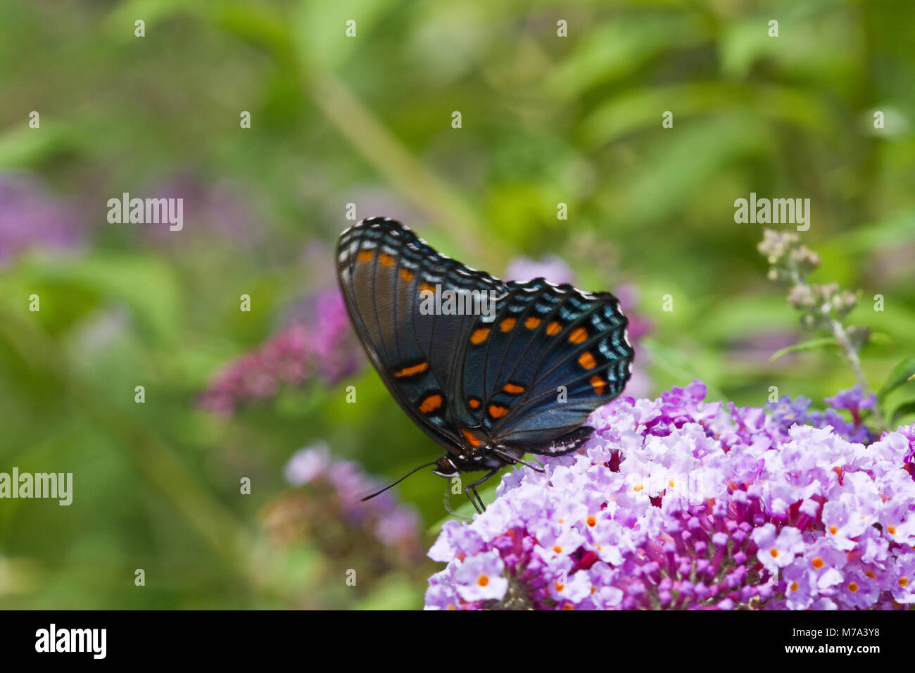 03418-01002 Red-spotted Purple butterfly (Limenitis arthemis) on ...