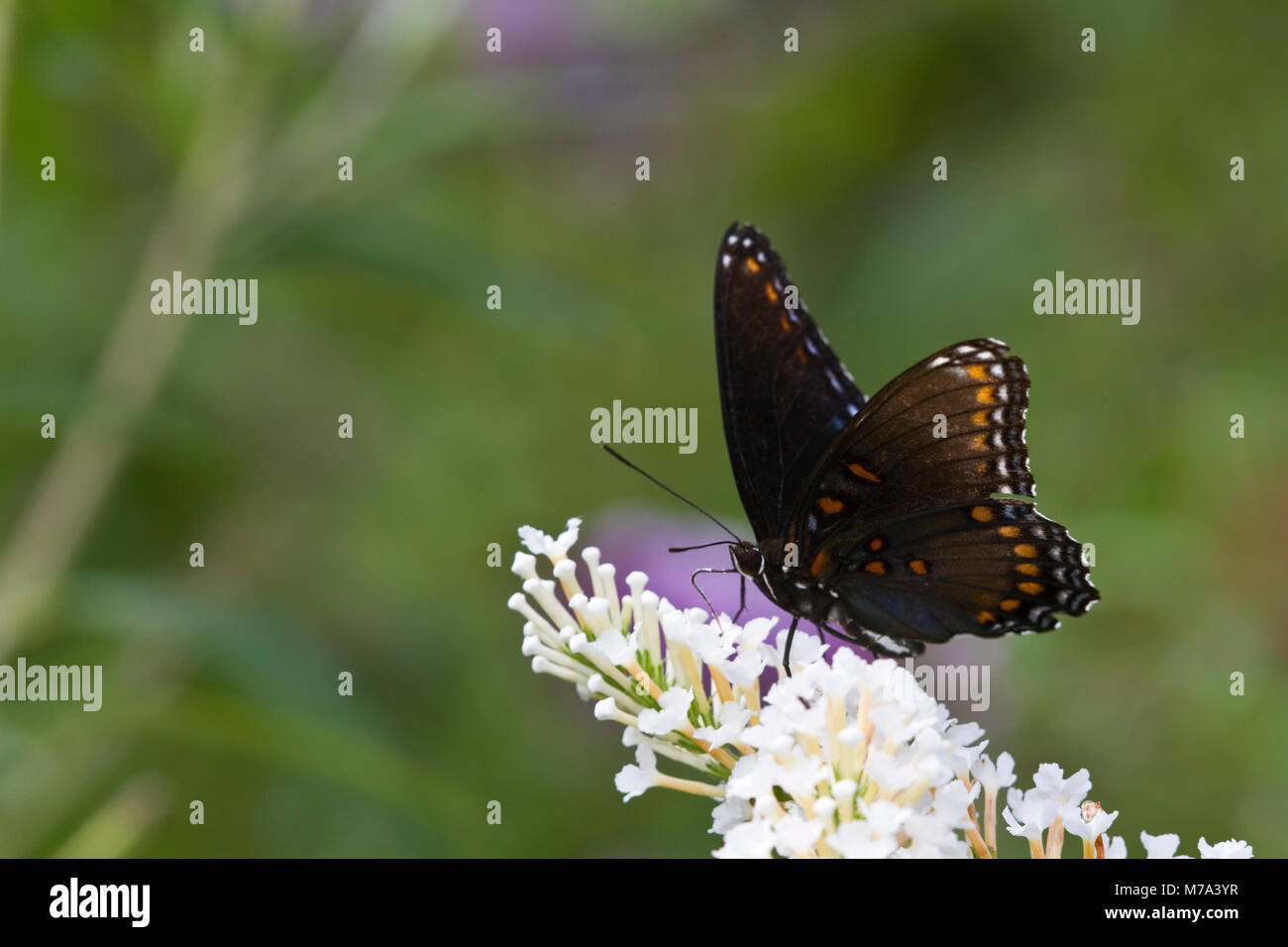 03418-01004 Red-spotted Purple butterfly (Limenitis arthemis) on ...
