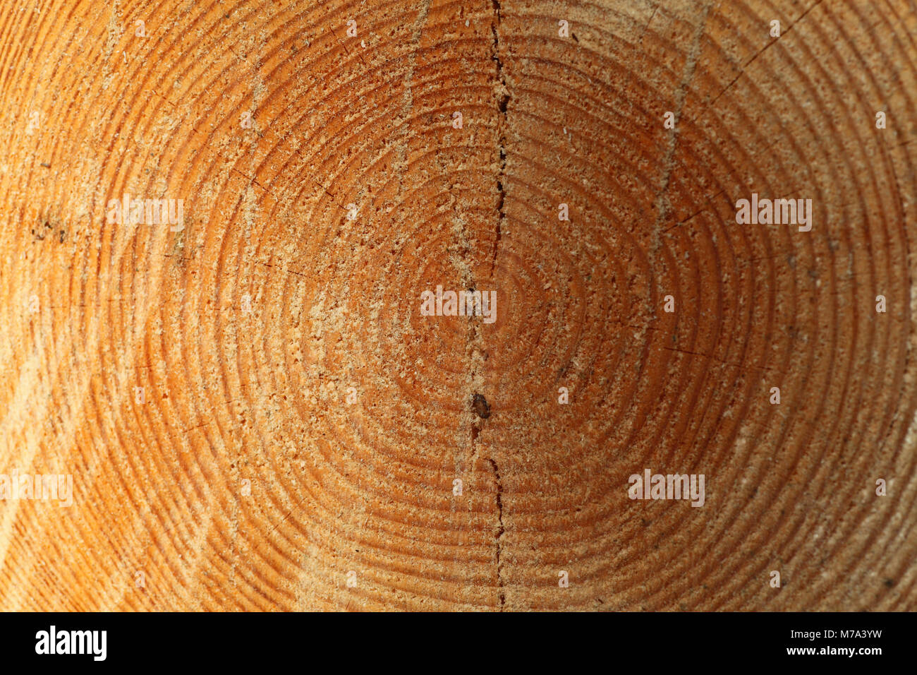 Tree rings hi-res stock photography and images - Alamy