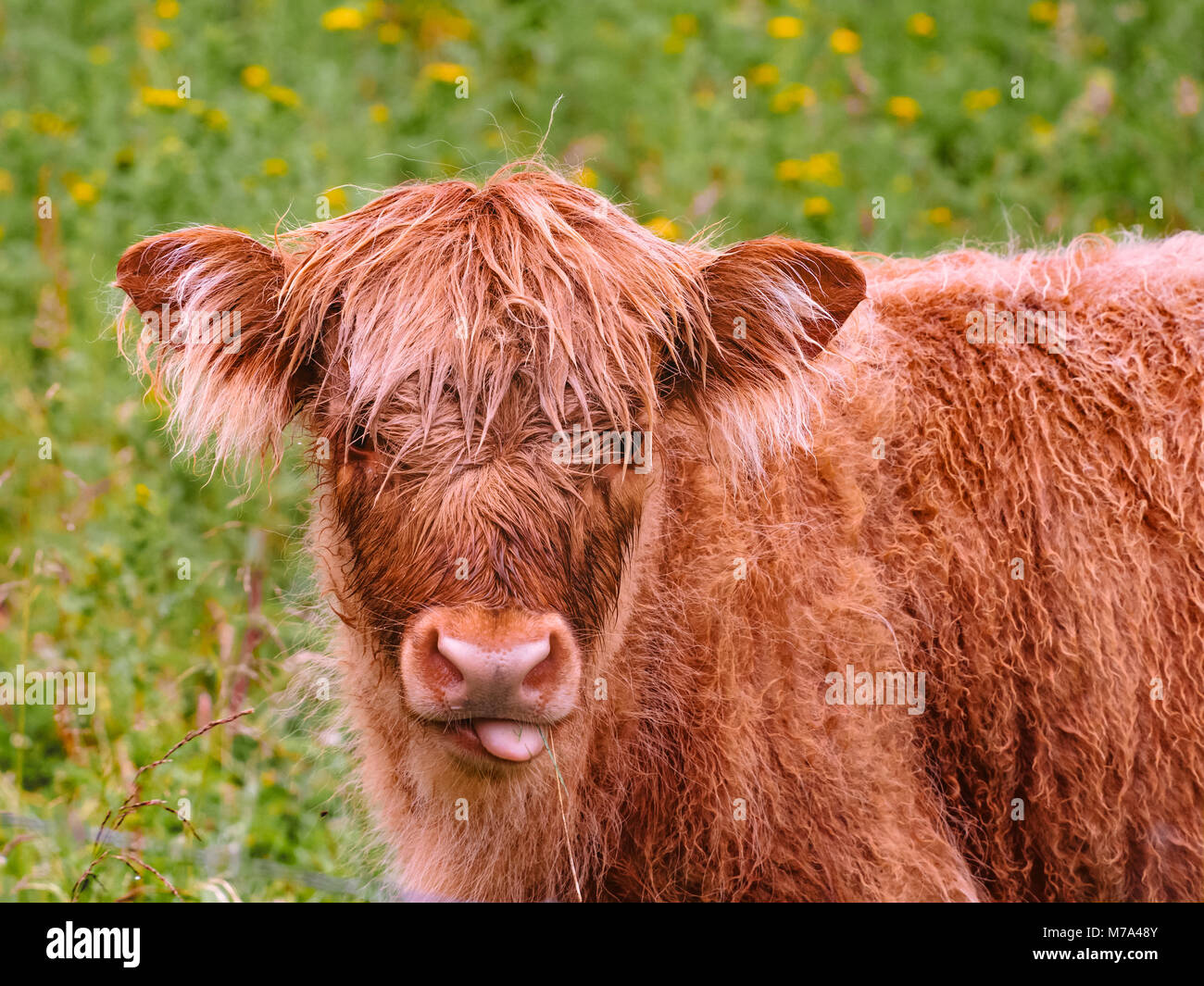Highland cattle chewing on grass hi-res stock photography and images ...