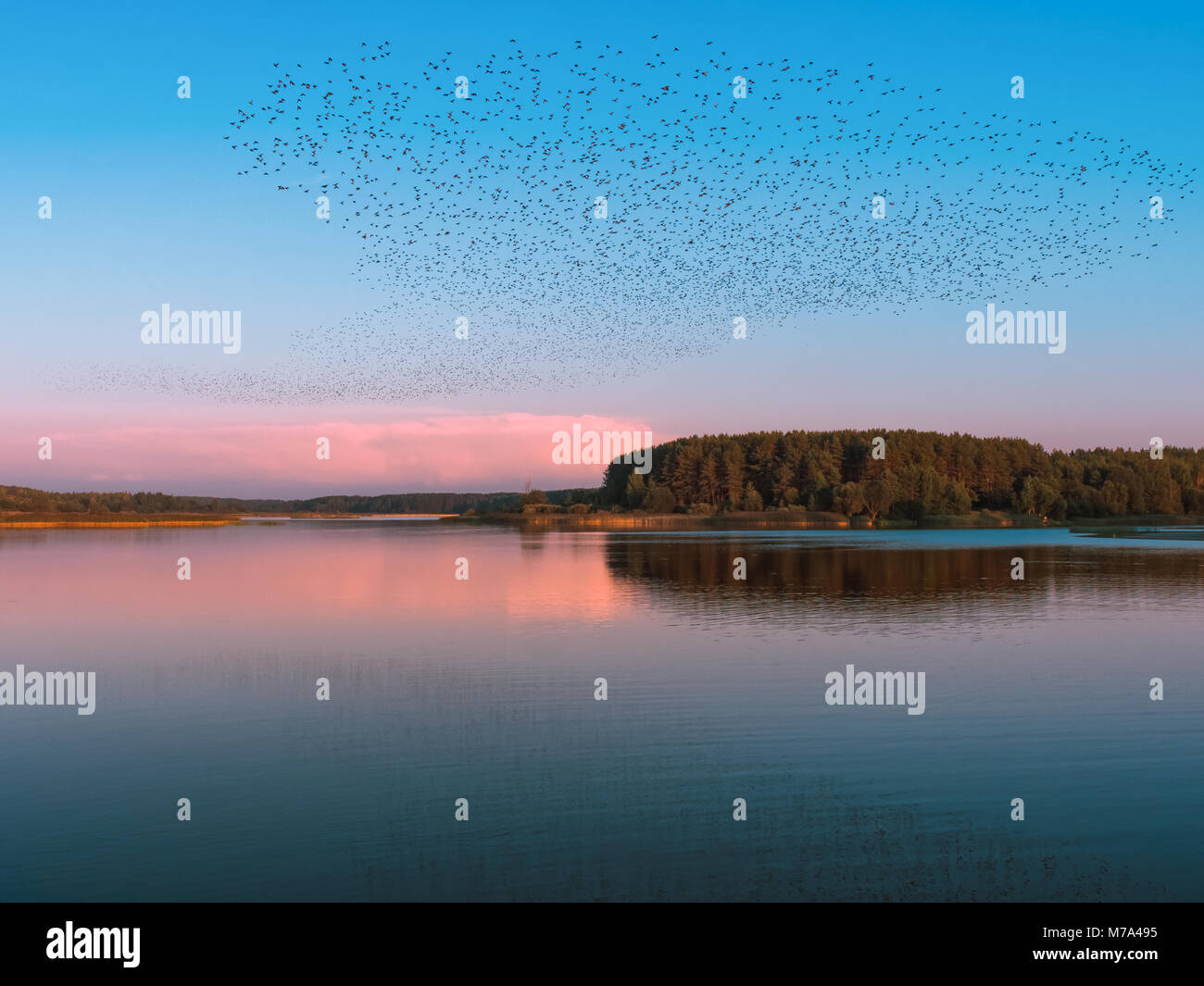 Swarm of birds flying over still waters of a lake. Thousands of birds ...