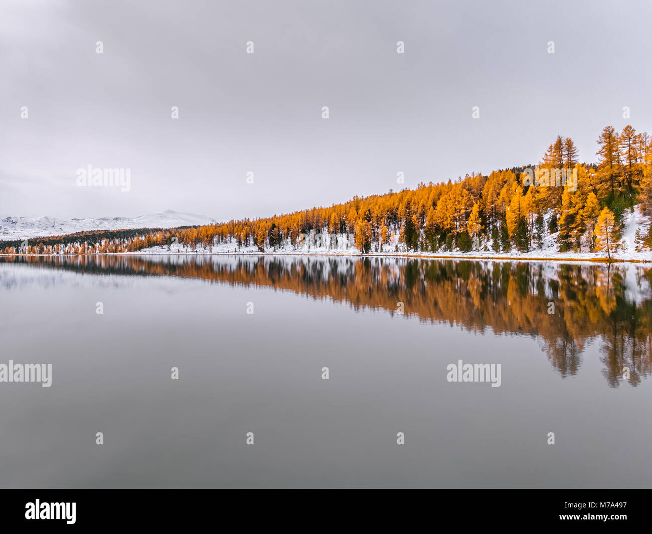 Altai trees hi-res stock photography and images - Alamy