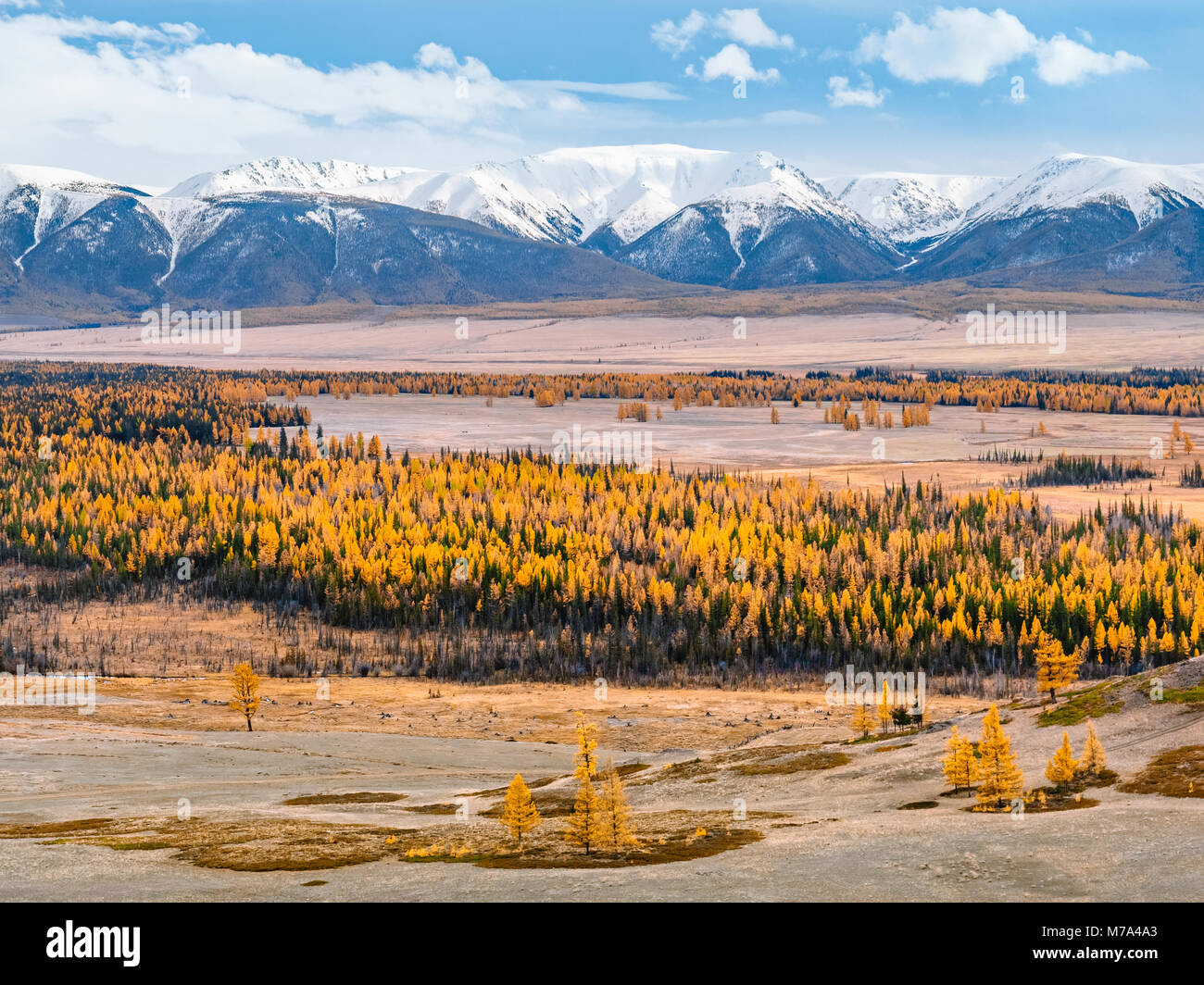 Stunning view to a vast valley, full of yellow larches, with snow ...