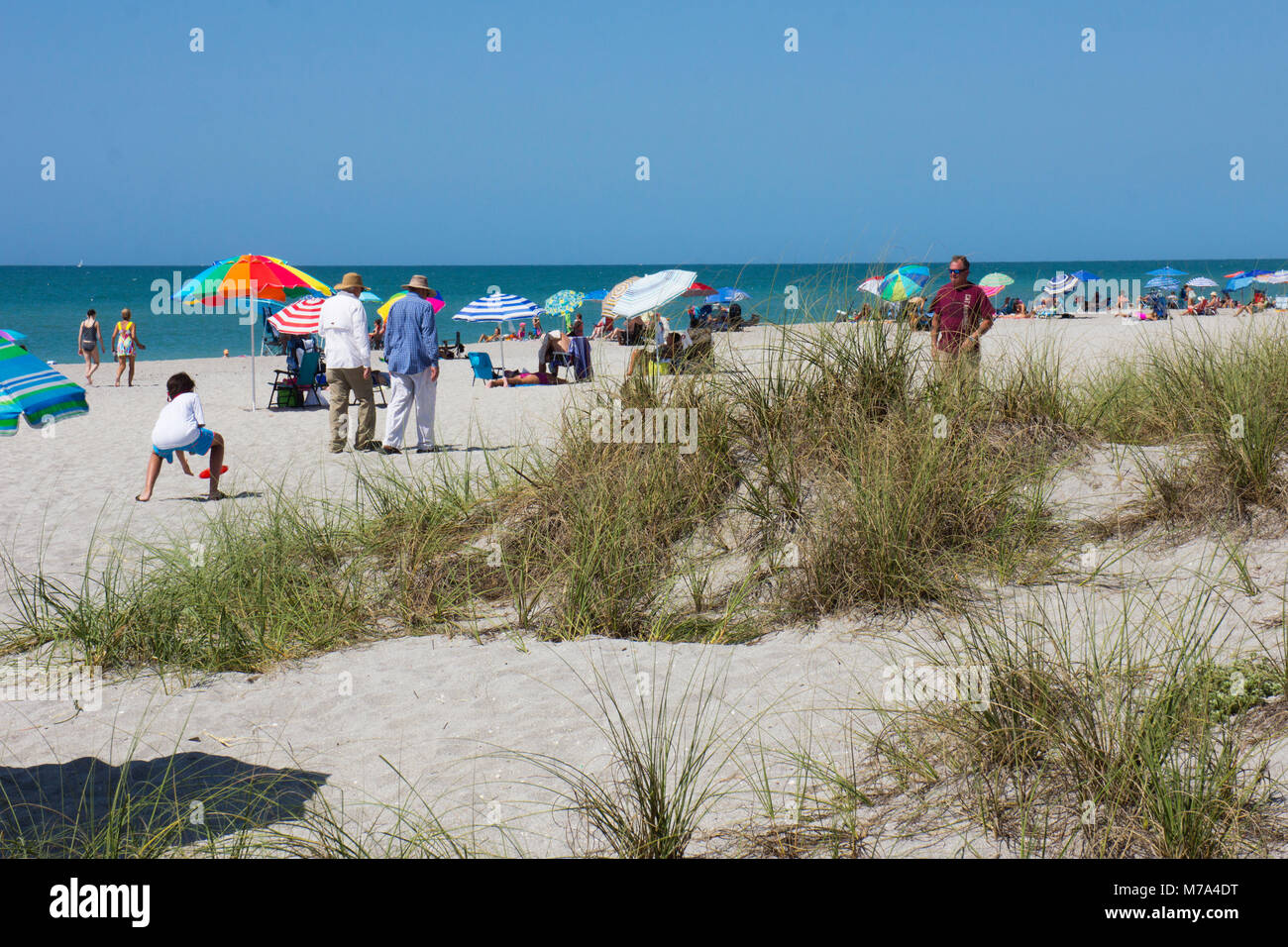 Sunbathers on the beach in February. Venice, Florida, USA Stock Photo ...