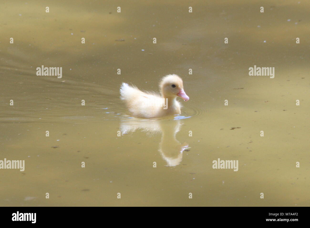 Birds in the wildlife, floating duckling on the lake Stock Photo - Alamy