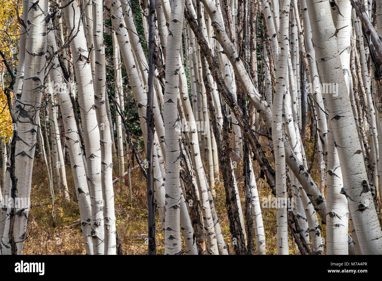 Aspen grove in autumn, Kebler Pass Road aka West Elk Loop Scenic Byway ...