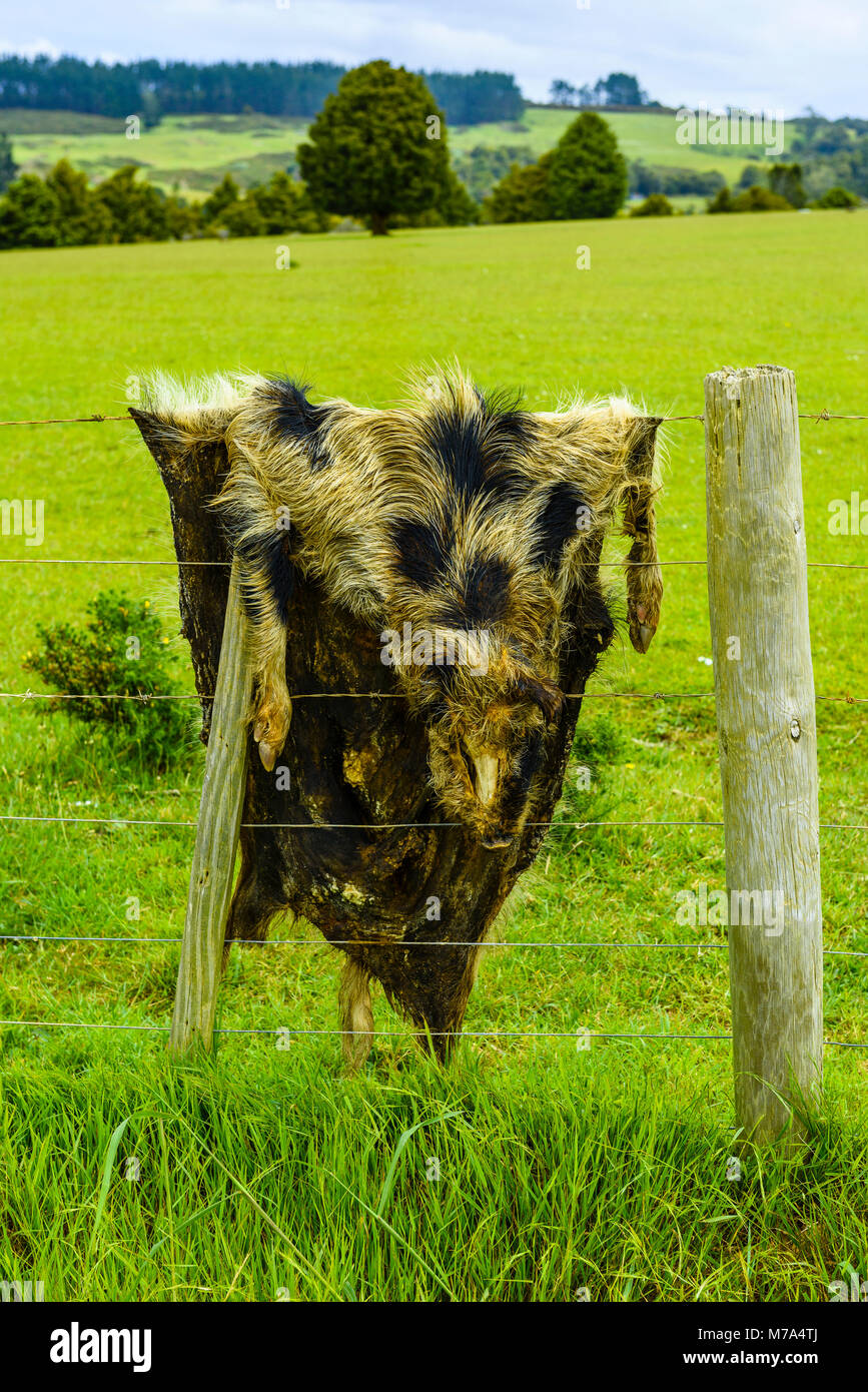 Feral pigs hi-res stock photography and images - Alamy