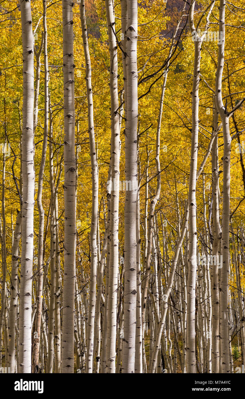 Aspen grove in autumn, Kebler Pass Road aka West Elk Loop Scenic Byway ...