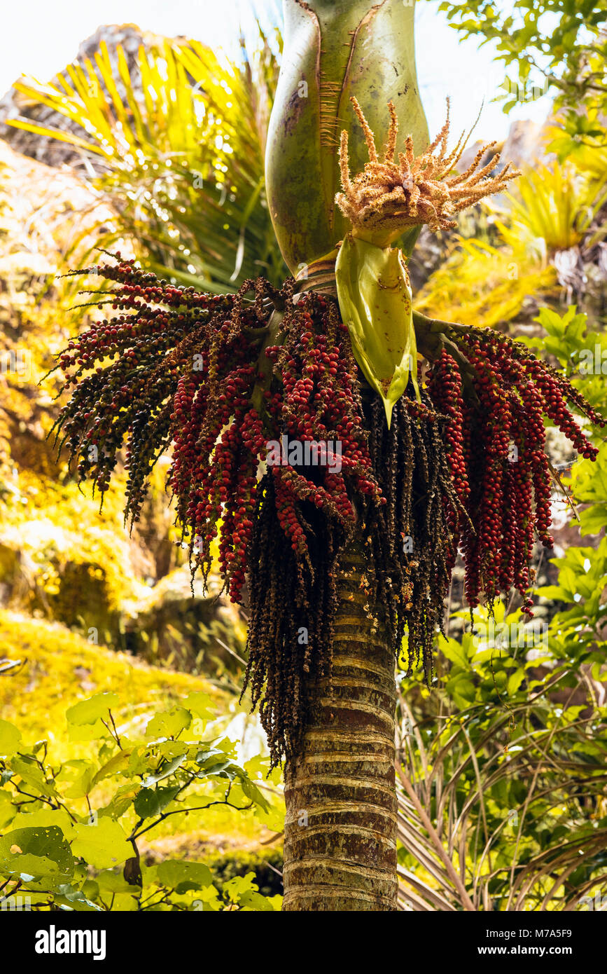 Nikau Palm (Rhopalostylis sapida) in Wairere Boulders Nature Park ...